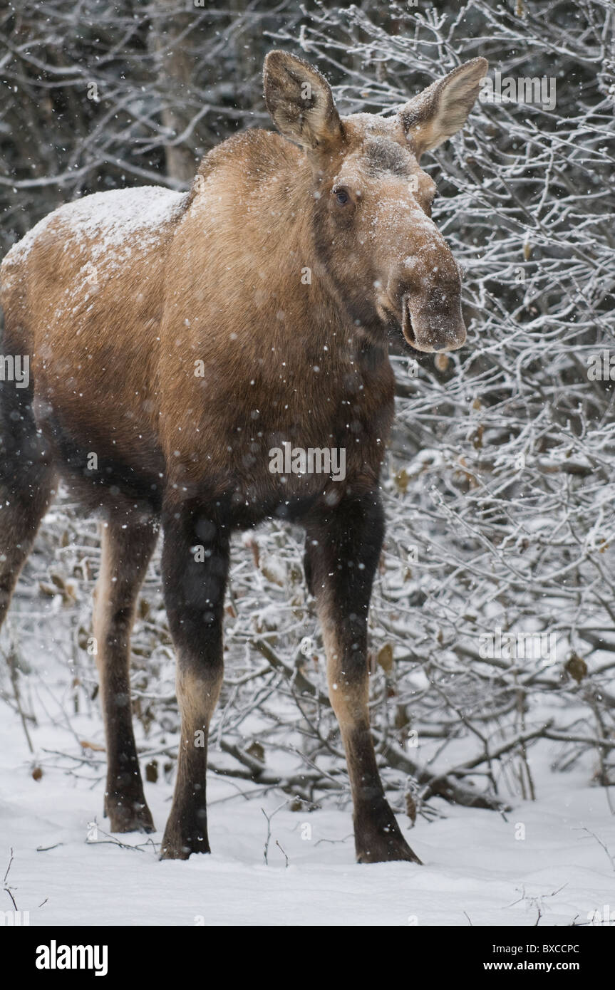 A moose browses on branches while a fresh blanket of snow falls during ...