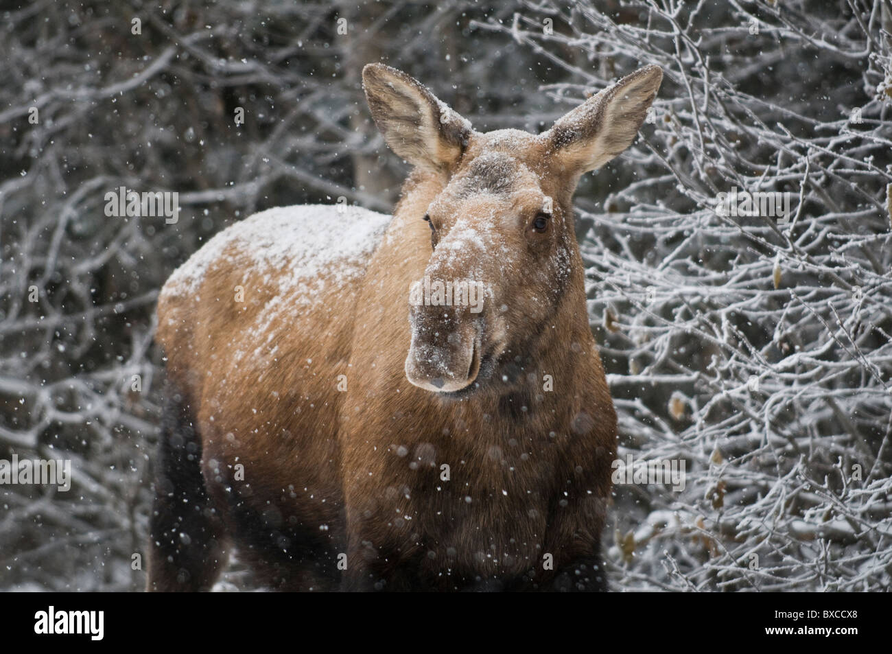 Moose Snow High Resolution Stock Photography and Images - Alamy