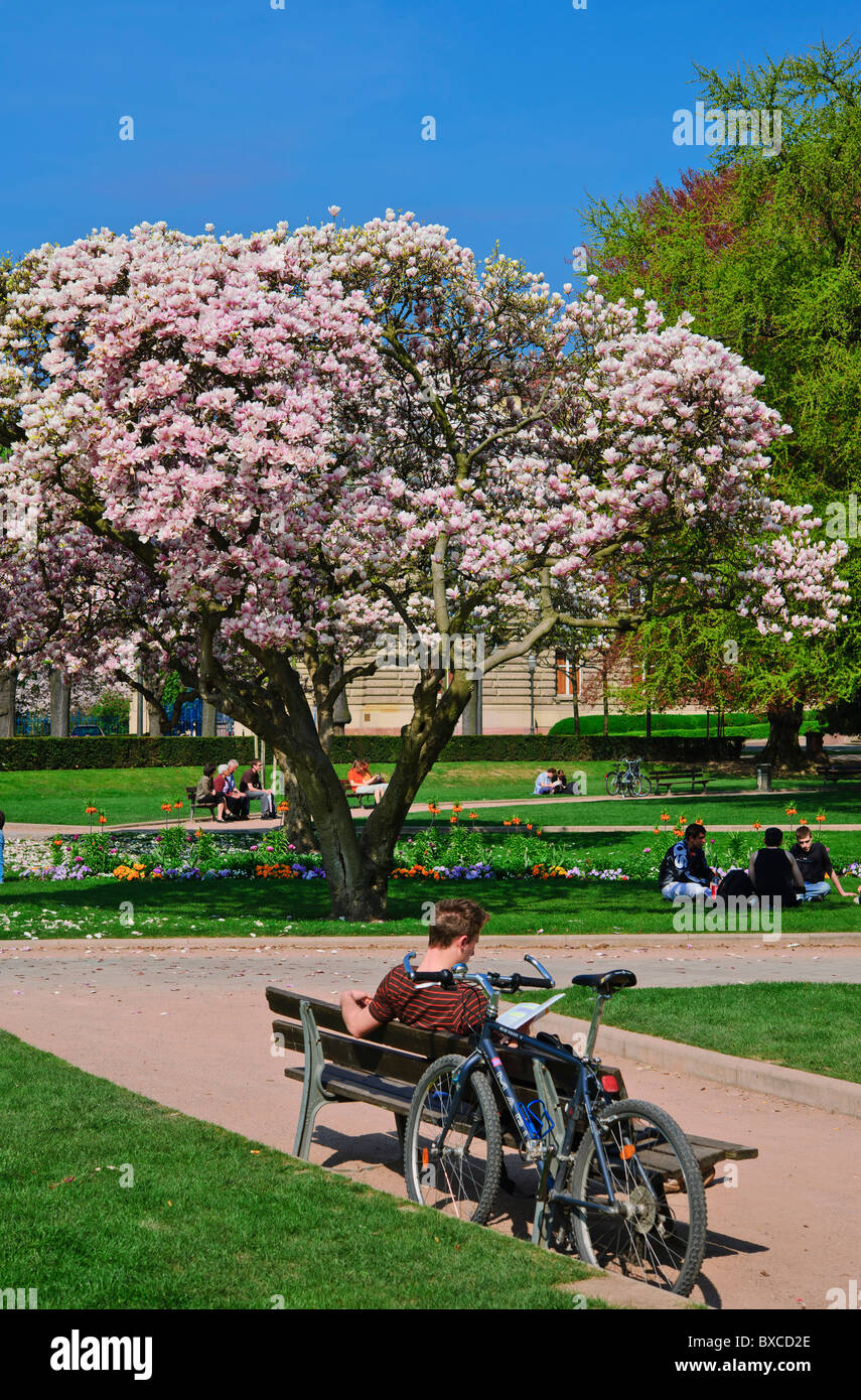 Man and magnolia trees hi-res stock photography and images - Alamy
