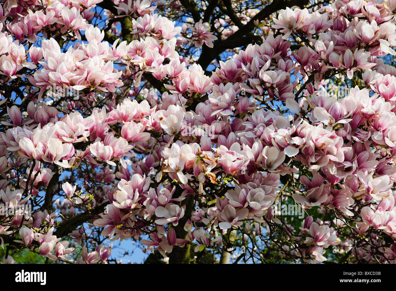 FLOWERS OF BLOSSOMING MAGNOLIA TREE Stock Photo - Alamy