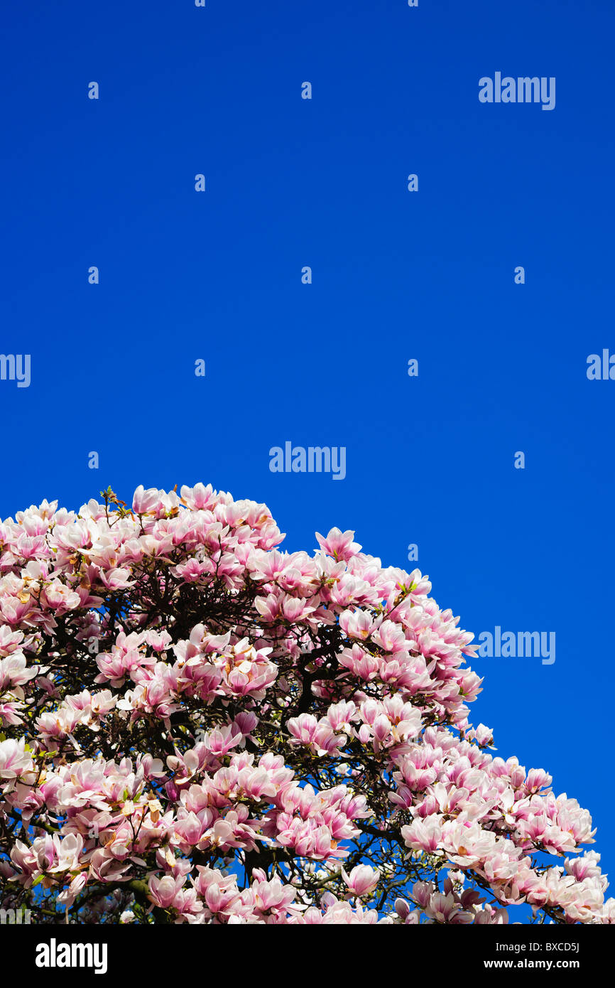 Close ups of pink magnolia flowers hi-res stock photography and images ...