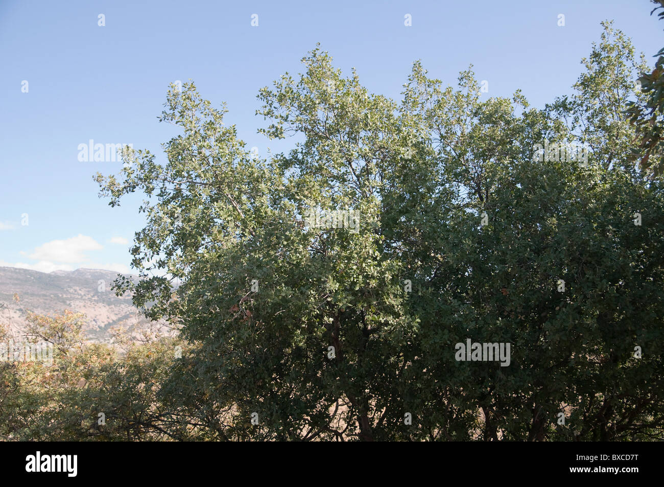 Palestine oak hi-res stock photography and images - Alamy