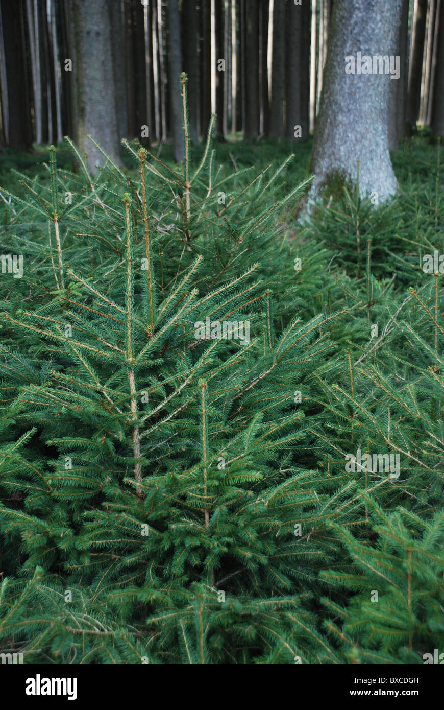 Young pine trees in a German forest Stock Photo - Alamy