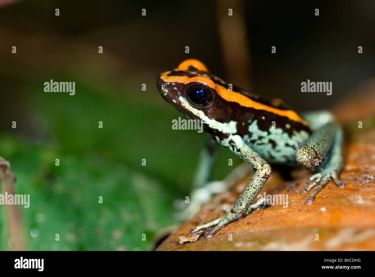 Poison-dart-frog "Phyllobates vittatus" from Costa Rica Stock Photo - Alamy