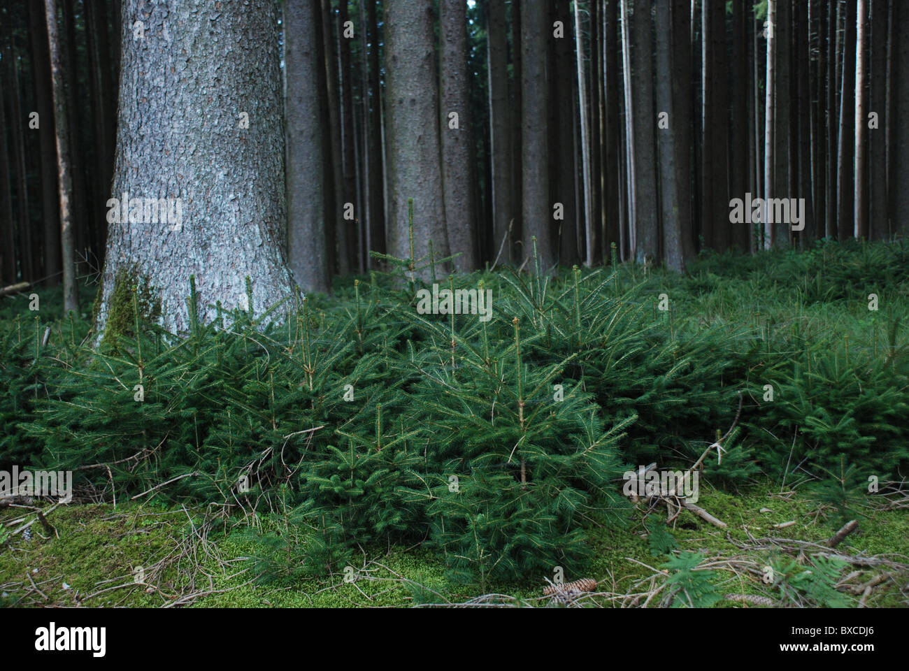 Young pine trees in a German forest Stock Photo - Alamy