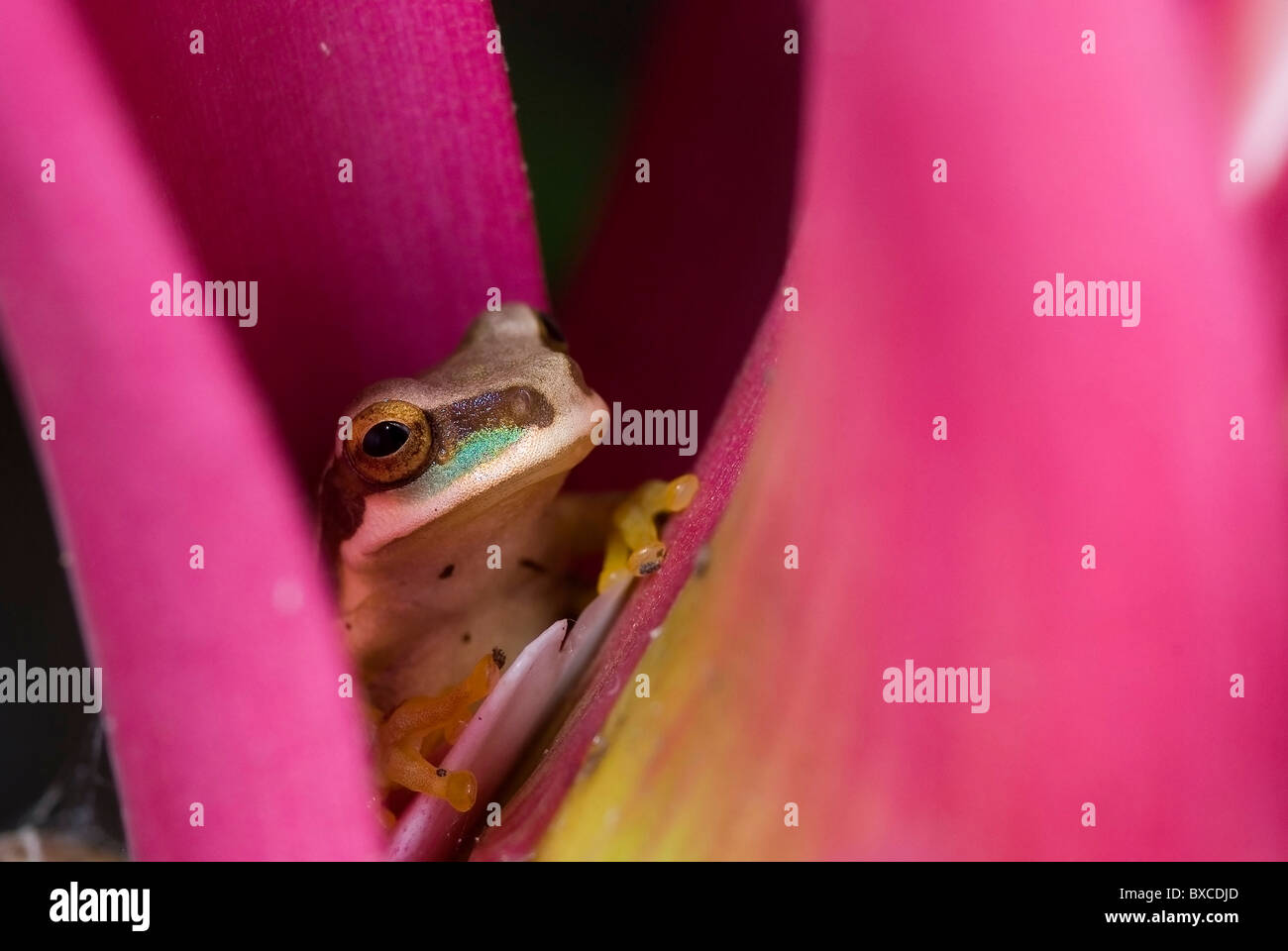 Masked tree frog, "Smilisca phaeota" frog costa rica Stock Photo - Alamy