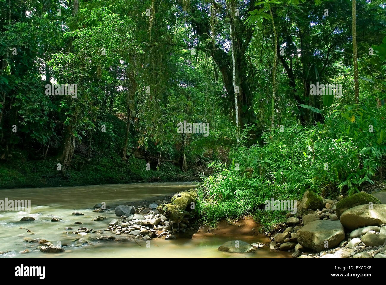 Sarapiqui forest costa rica river hi-res stock photography and images ...