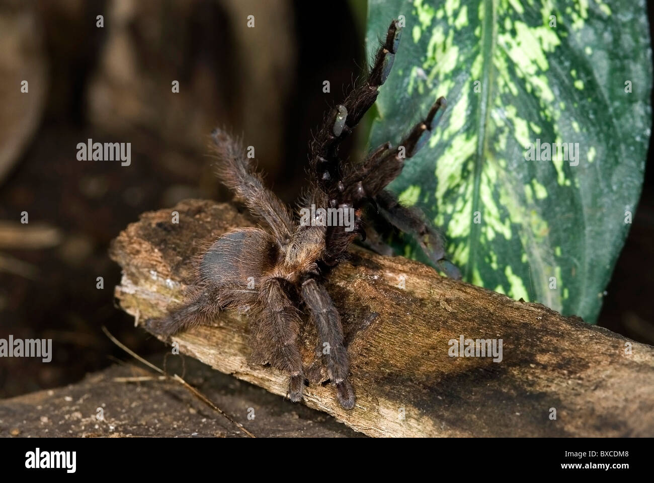 Psalmopoeus Reduncus