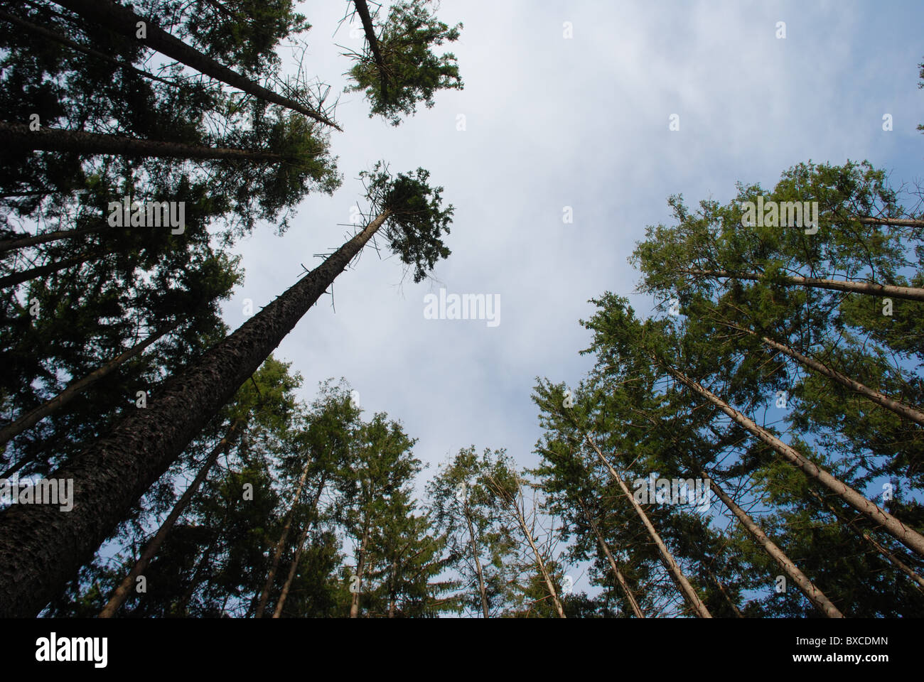 Looking up in a forest Stock Photo - Alamy