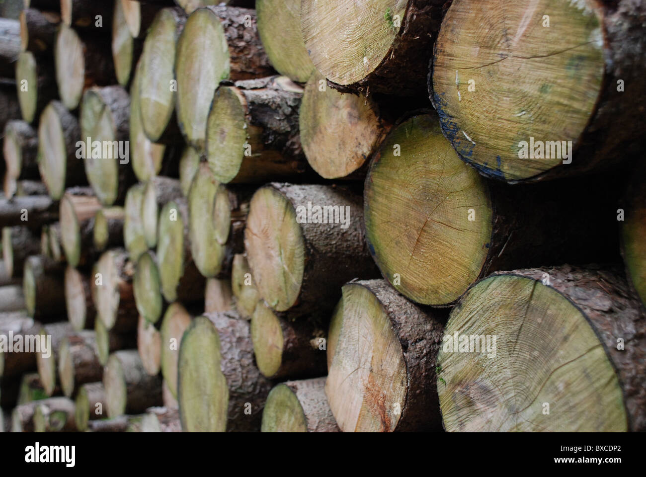 Felled tree trunks in a forest Stock Photo - Alamy