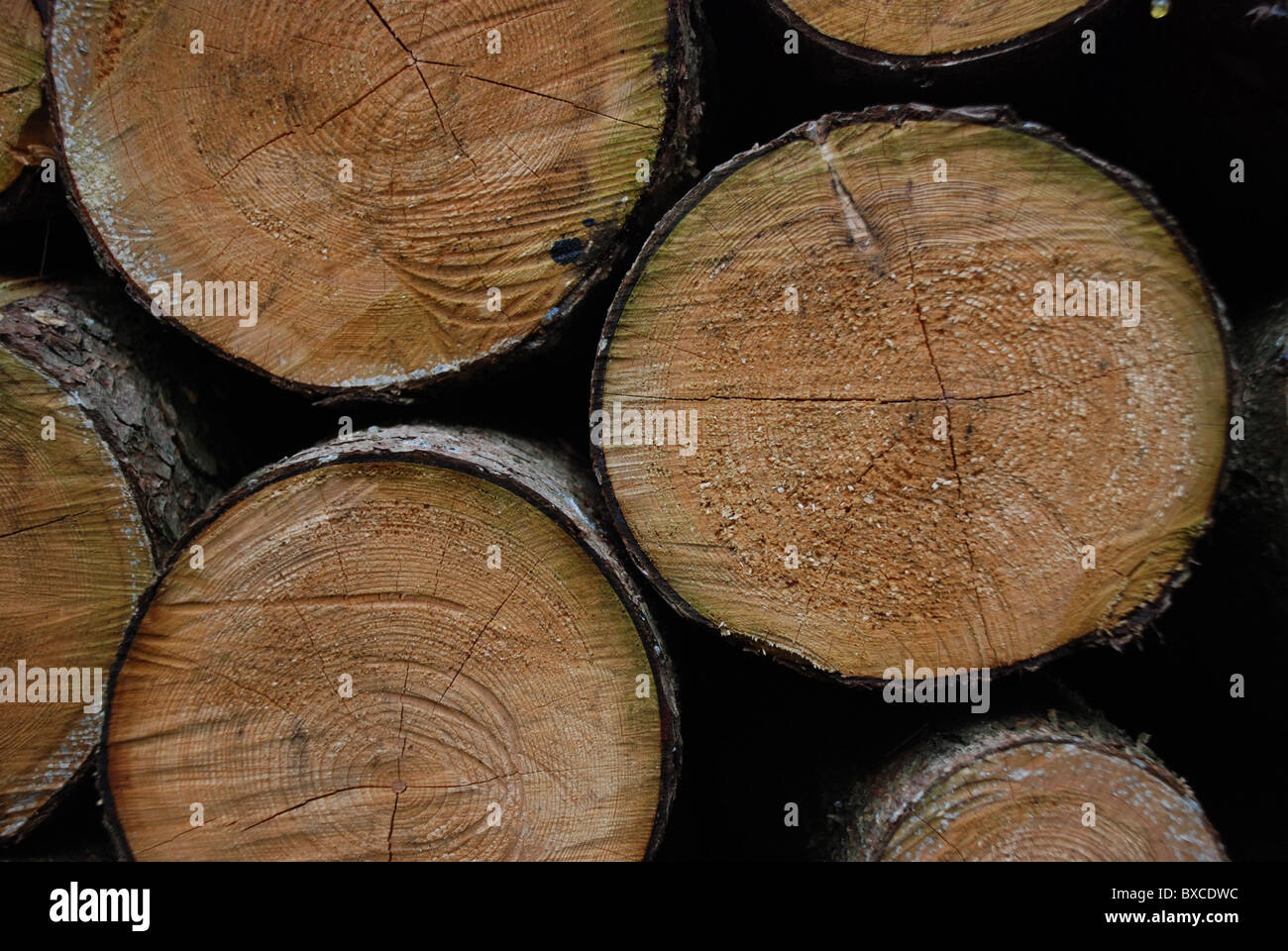 Felled tree trunks in the forest hi-res stock photography and images ...