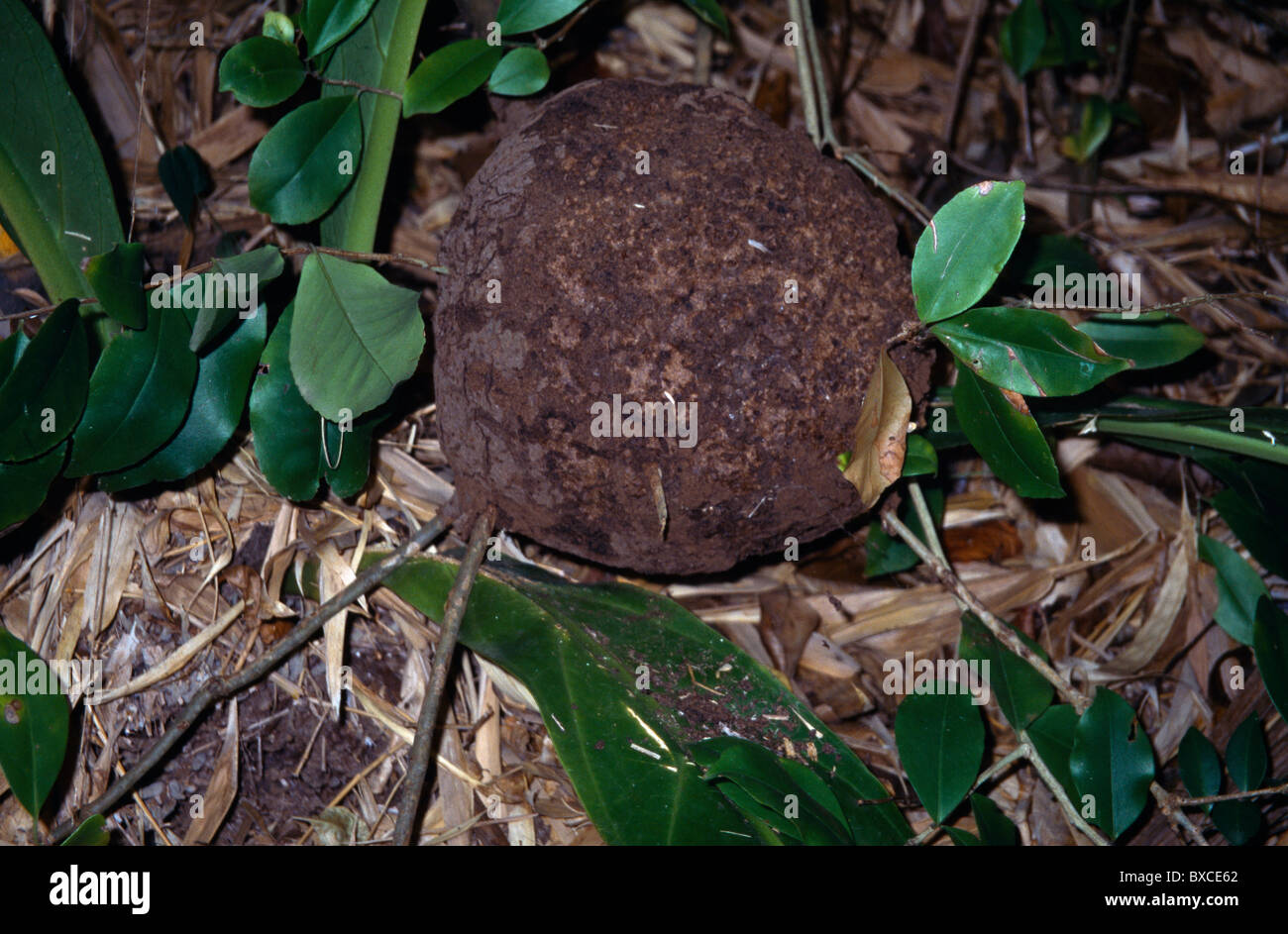 Termites nest hi-res stock photography and images - Alamy
