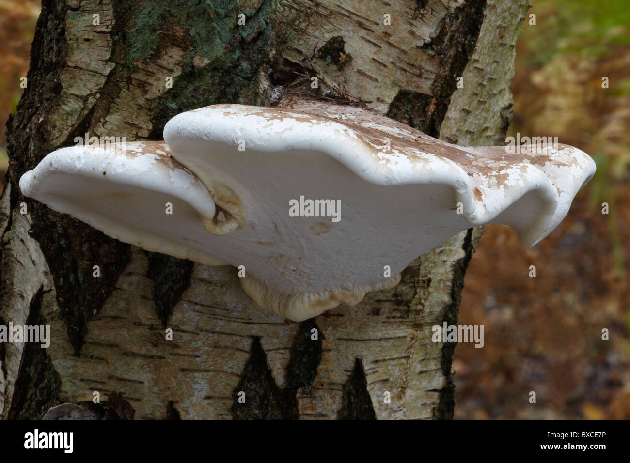 Birch Bracket Fungi High Resolution Stock Photography and Images - Alamy