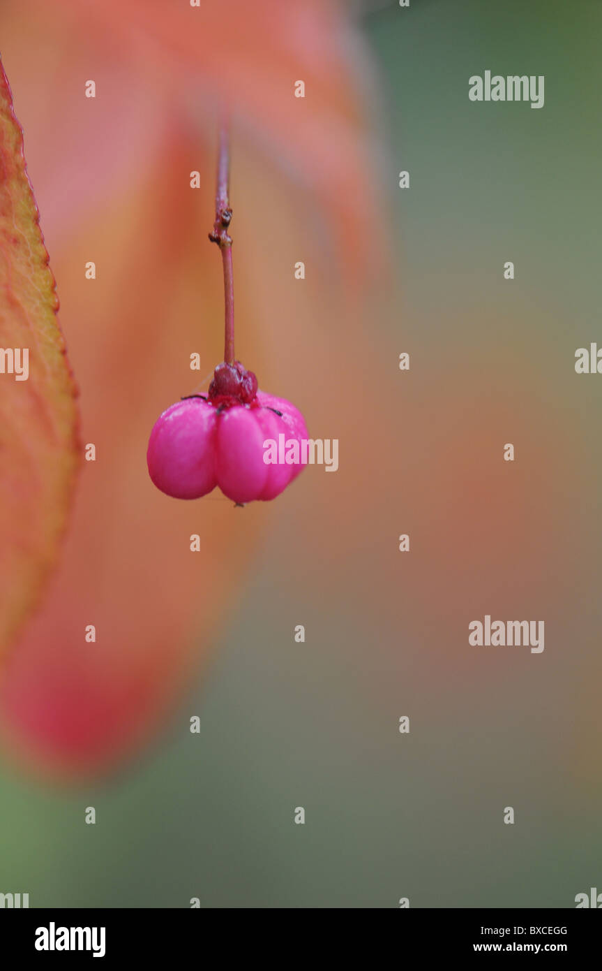 Common spindle bush hi-res stock photography and images - Alamy