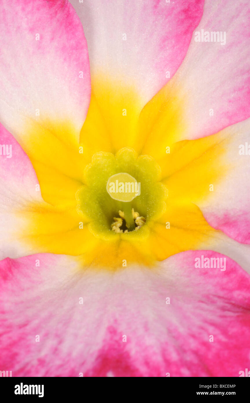 Close up primrose flower hi-res stock photography and images - Alamy
