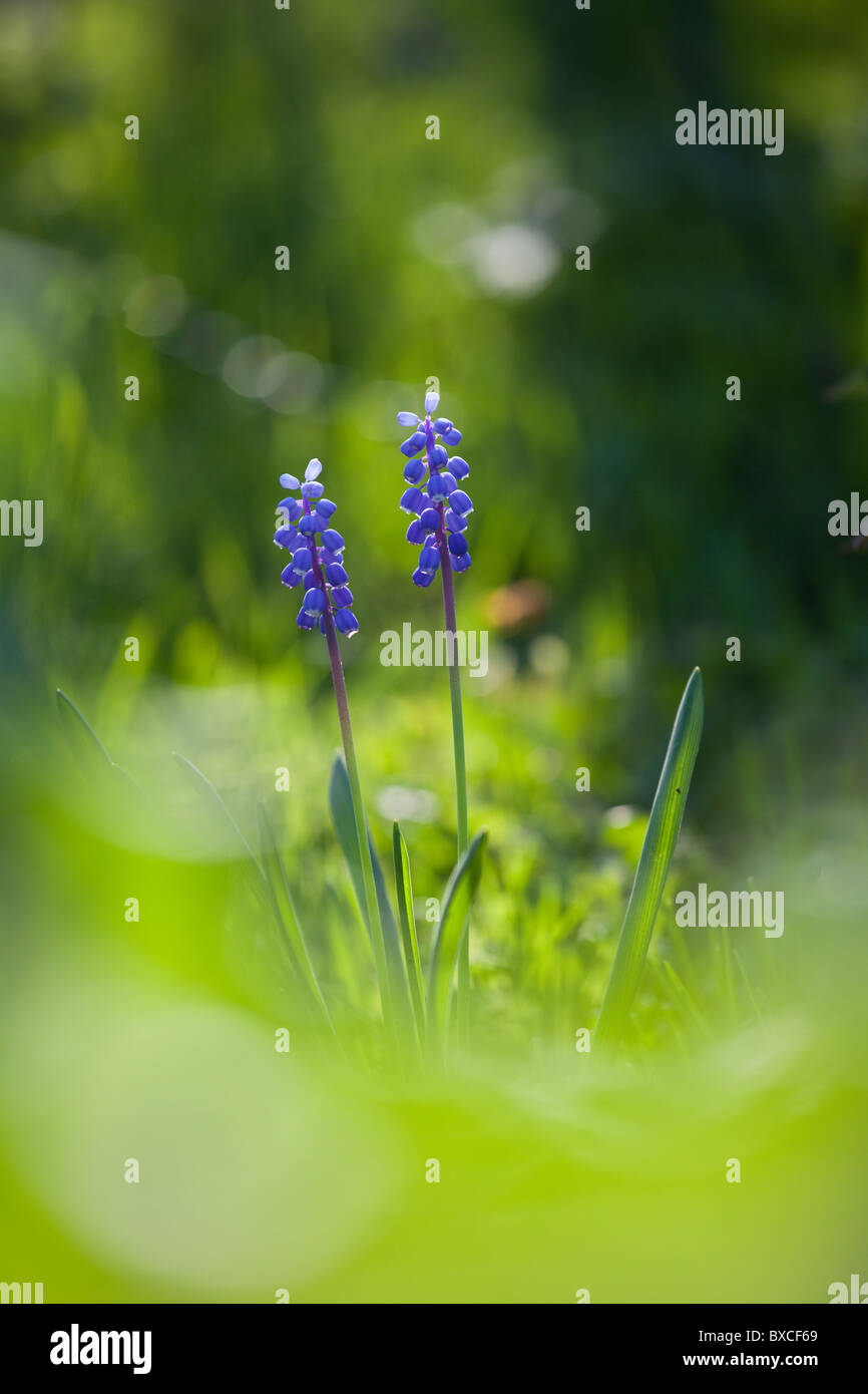 Blue Bead Lily High Resolution Stock Photography and Images - Alamy