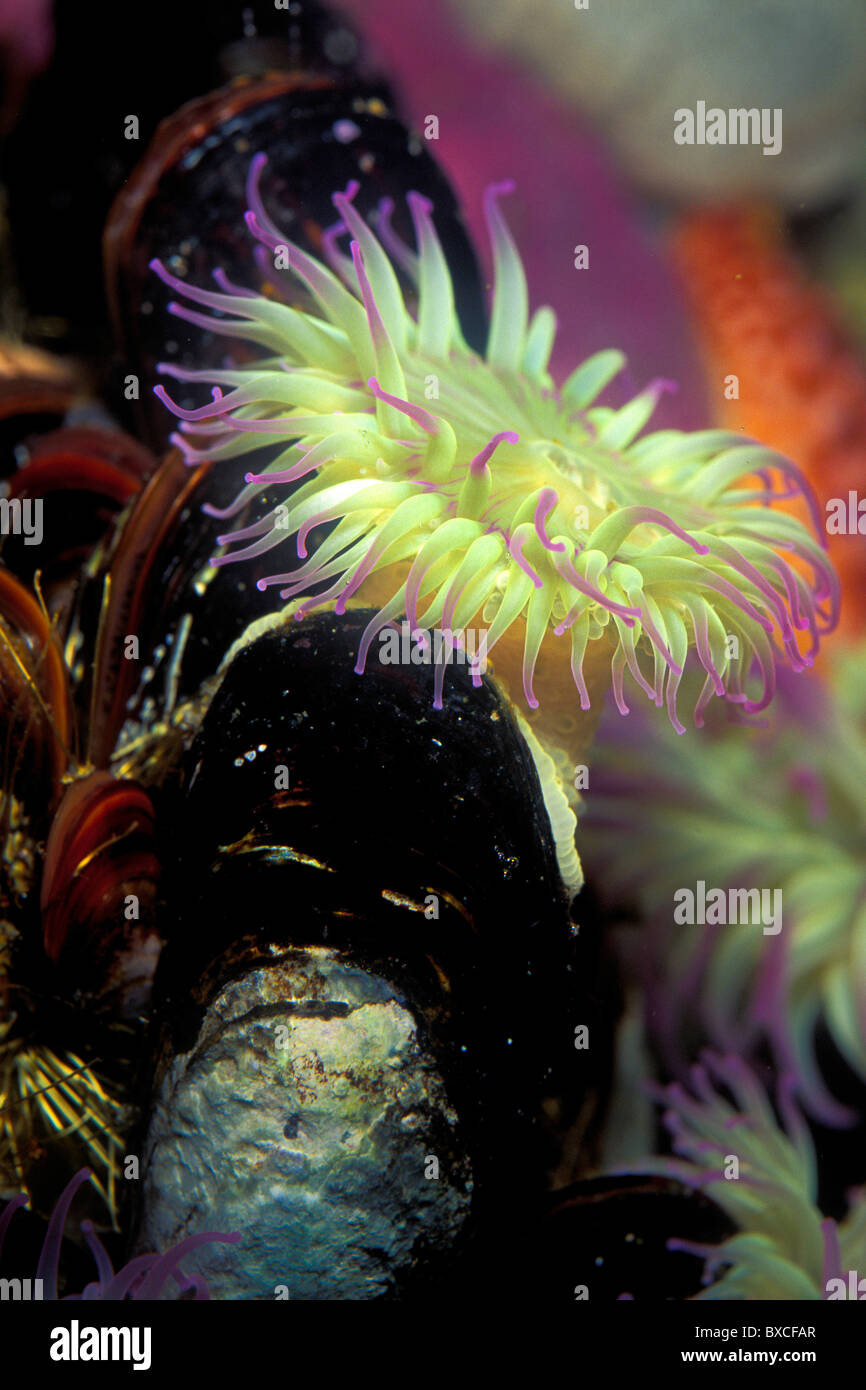 Aggregating anemone, Anthopleura elegantissima, California, Pacific ...