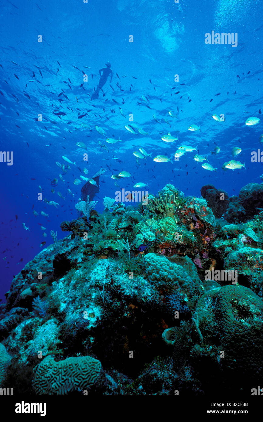 Tropical coral reef, Caribbean, Atlantic Ocean Stock Photo - Alamy