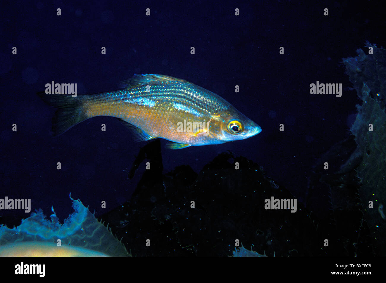 Kelp perch, Brachyistius frenatus, California, Pacific Ocean Stock ...