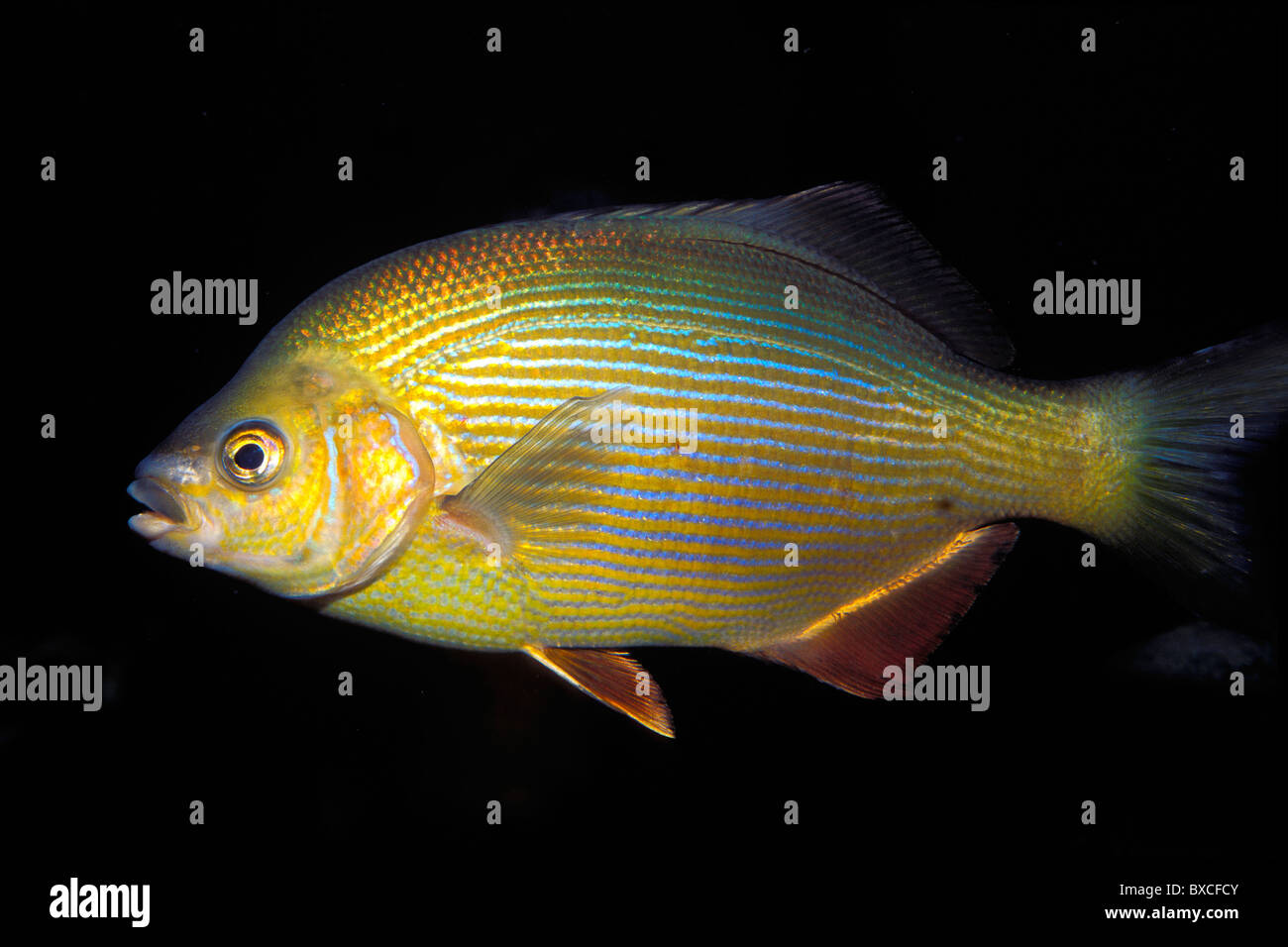 The kelp perch hi-res stock photography and images - Alamy