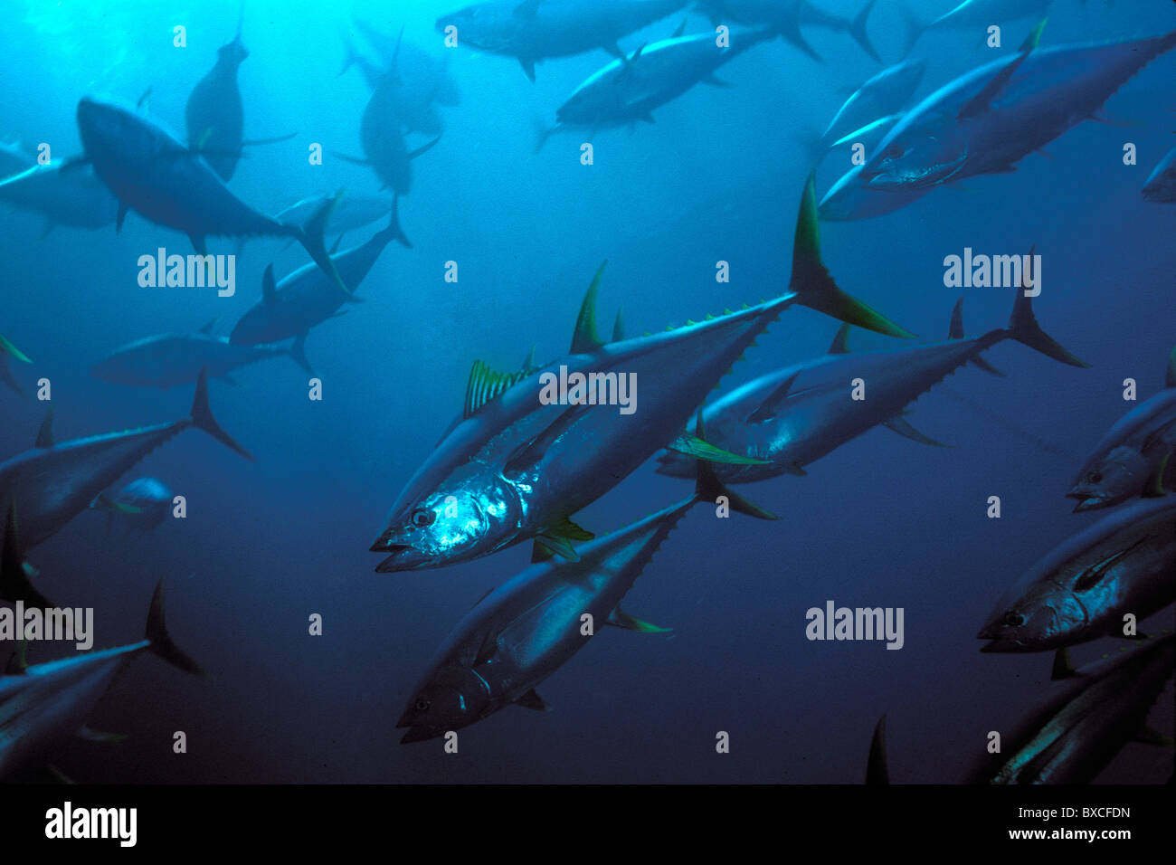 Yellowfin tuna, Thunnus albacares, Mexico, Pacific Ocean, captive Stock ...