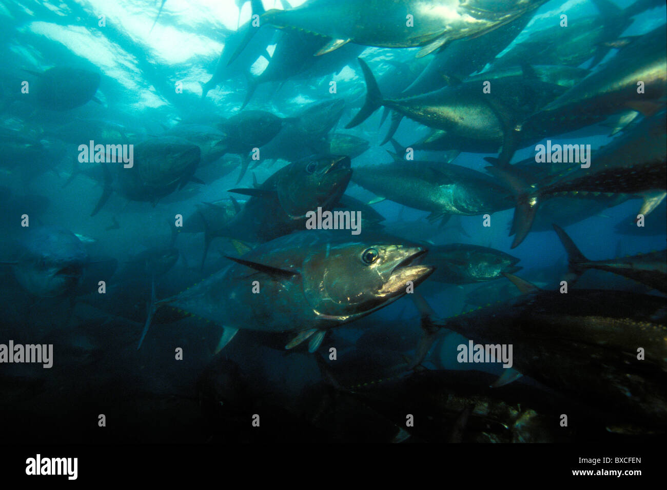 Northern Bluefin tuna, Thunnus thynnus, Baja California, Mexico ...