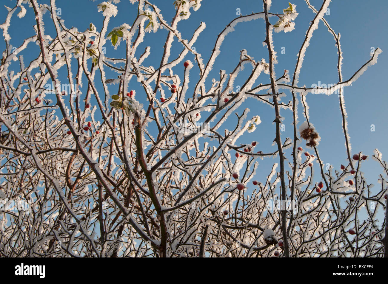 Soft rime hi-res stock photography and images - Alamy