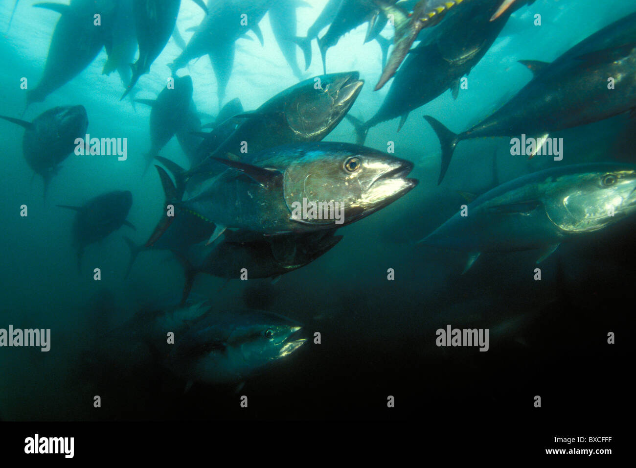 Pacific bluefin tuna hi-res stock photography and images - Alamy