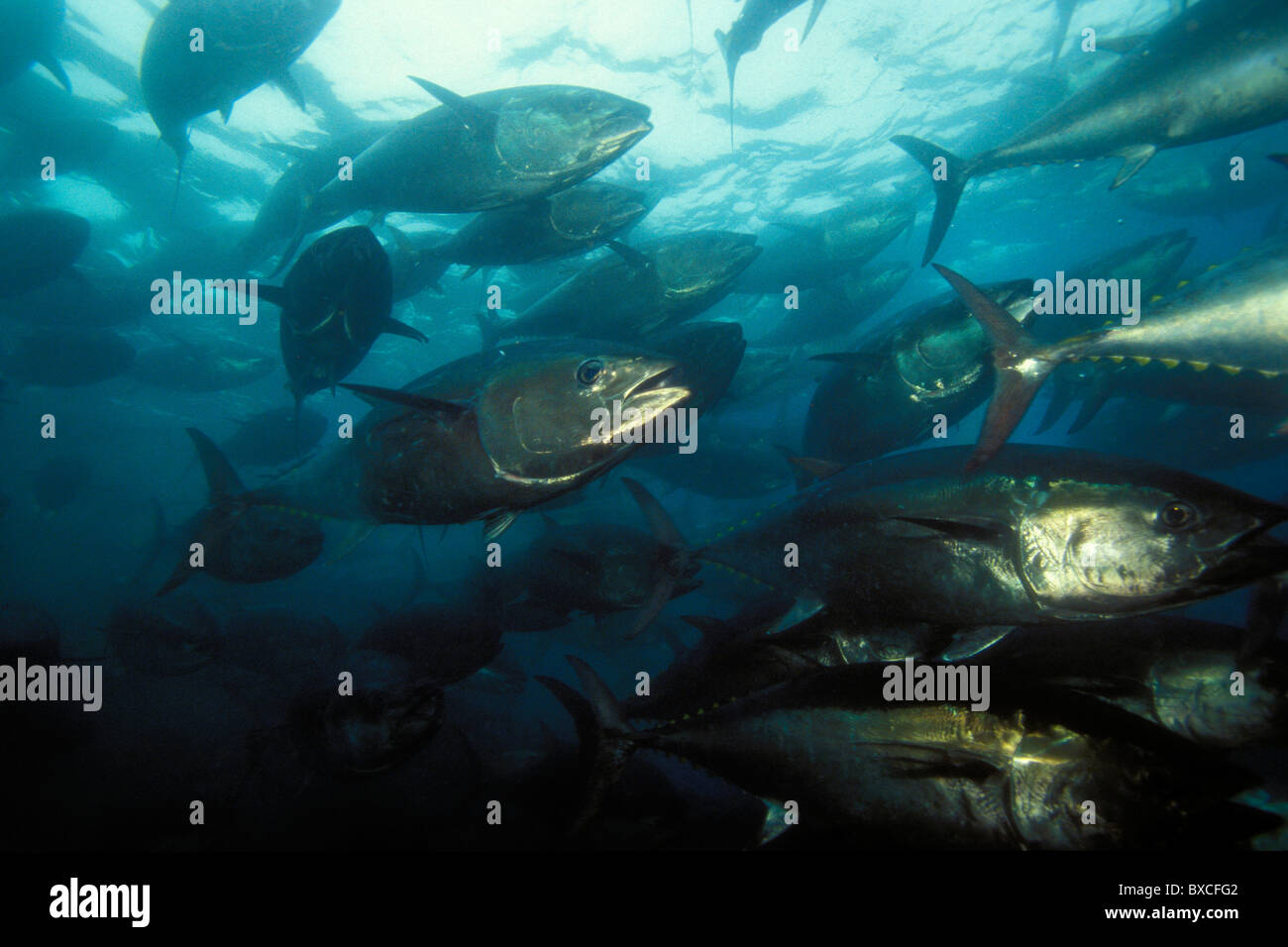 Pacific Bluefin Tuna High Resolution Stock Photography and Images - Alamy