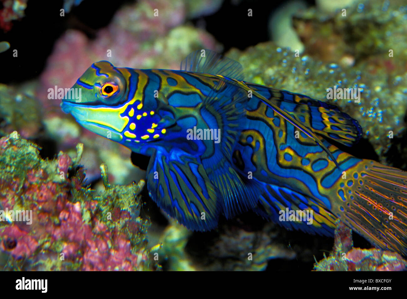 Mandarinfish, Synchirops splendidus, Fiji, Pacific Ocean Stock Photo ...