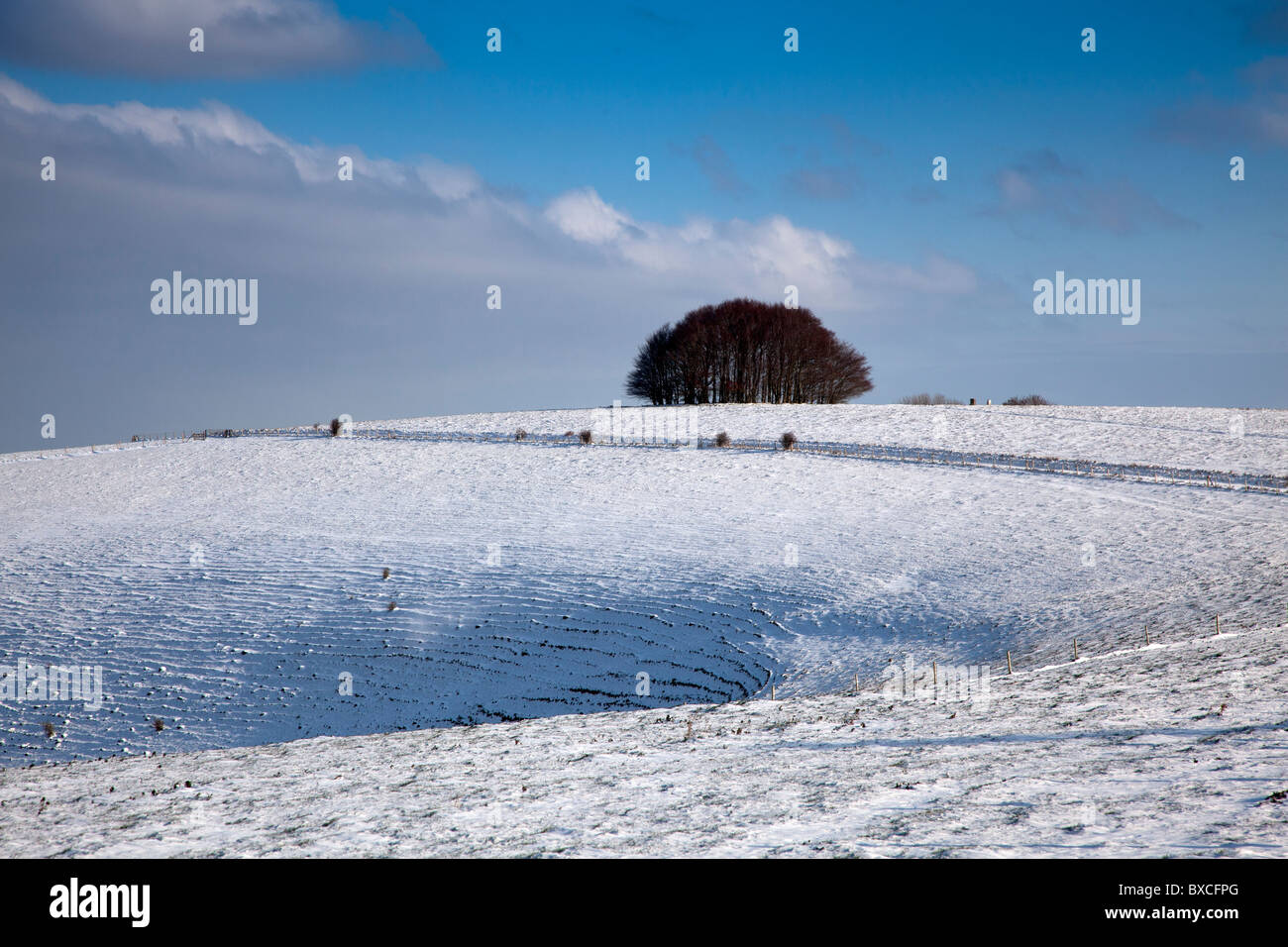 Win Green Hill in Winter in Wiltshire has a distinctive group of trees ...