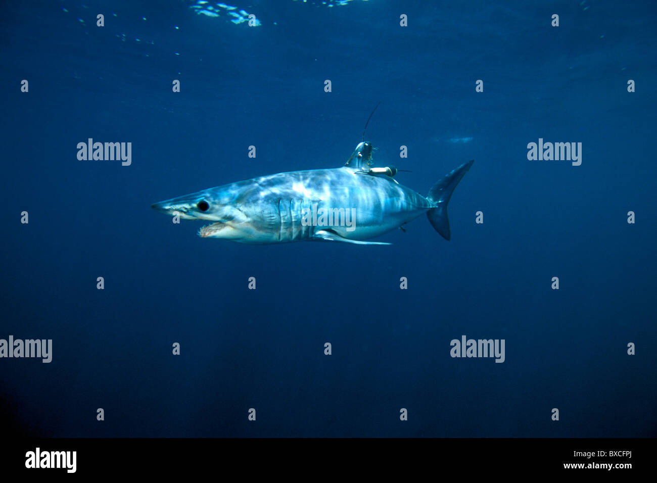 Mako shark, Isurus oxyrinchus, with satellite tag, California, Pacific ...