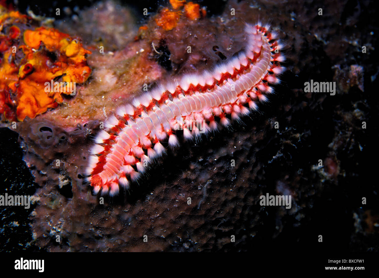 Fireworm stinger hi-res stock photography and images - Alamy