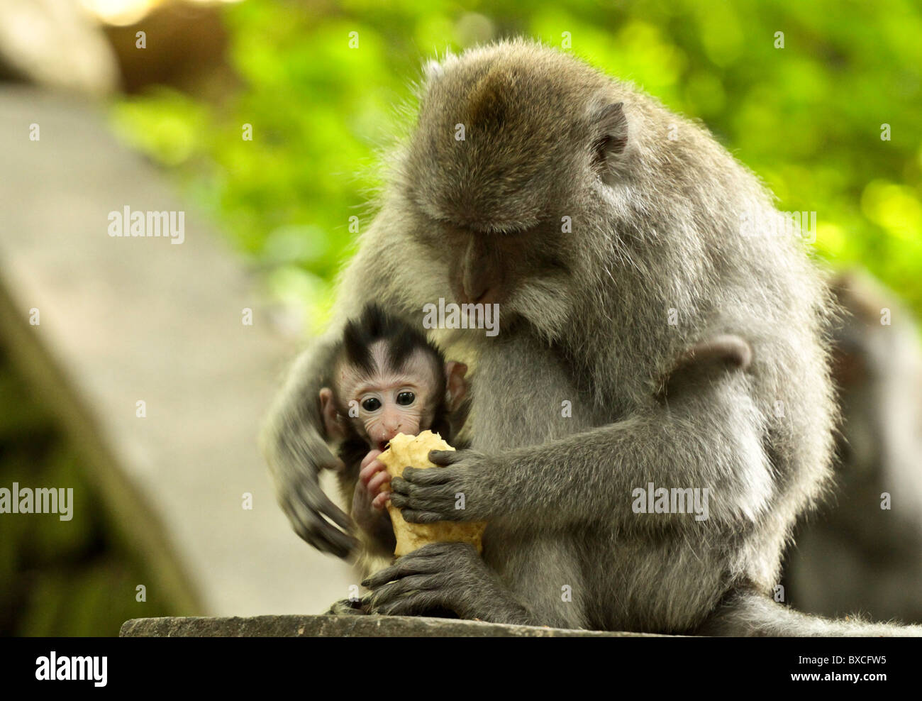 Female monkey hi-res stock photography and images - Alamy