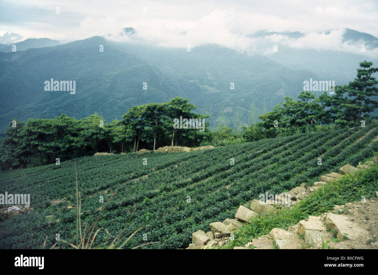 Oolong Taiwan Tea Plantation Stock Photo - Alamy