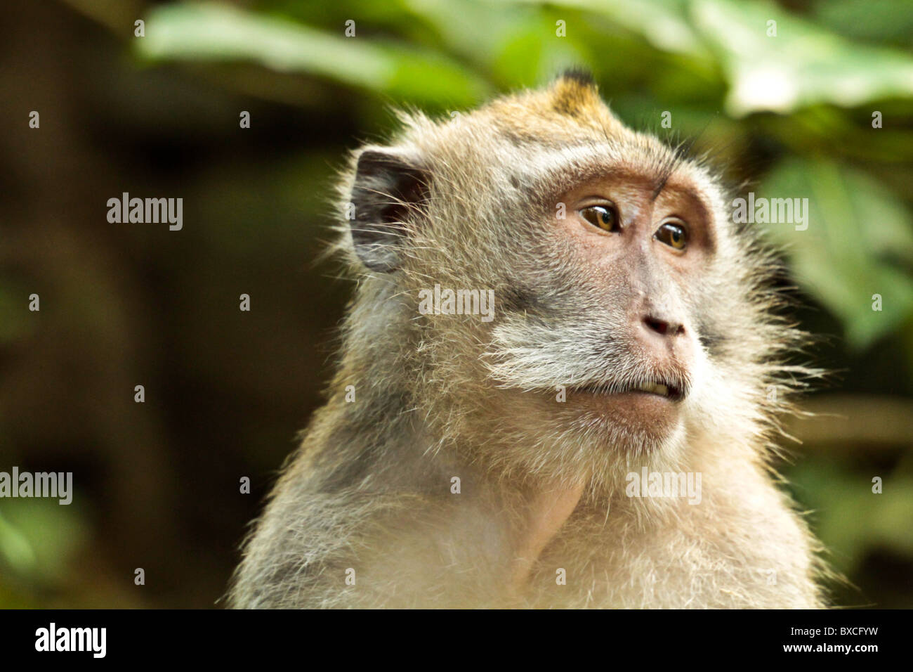 Bali primate paradise hi-res stock photography and images - Alamy