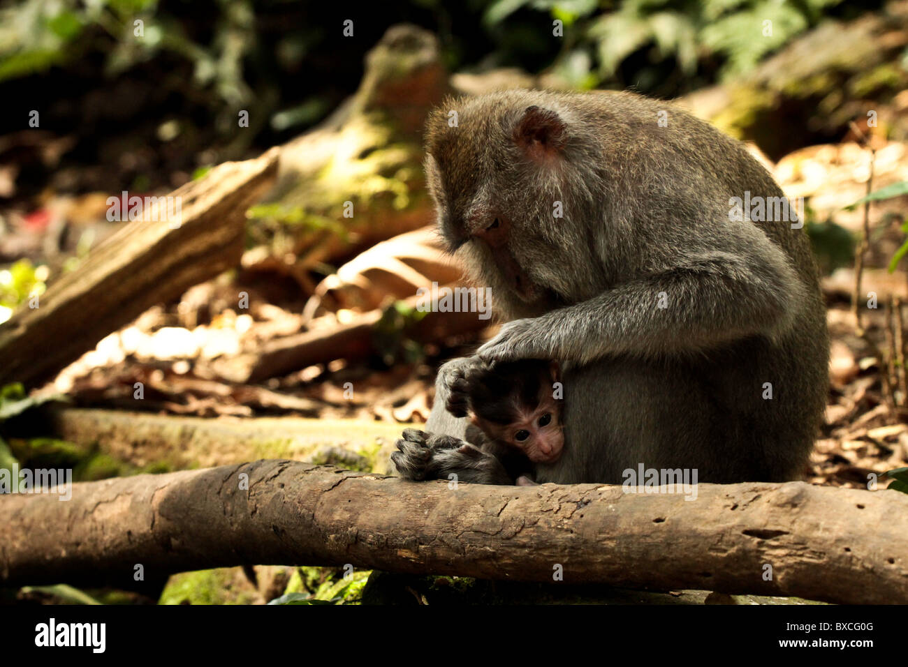 Macaque female monkey with baby in Bali Monkey forest Stock Photo - Alamy