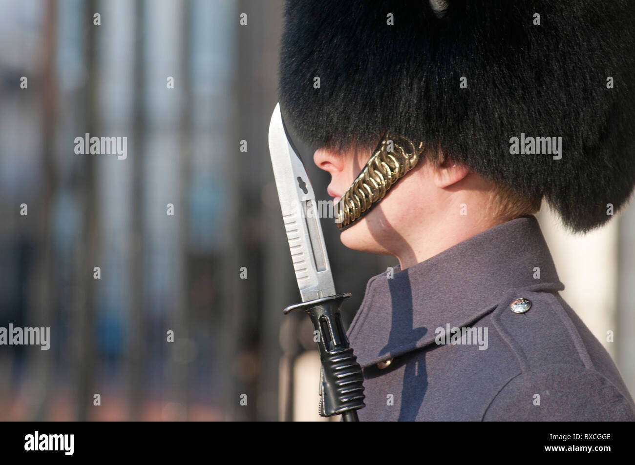 Queens Guard in long grey tunic coat and Busby hat with fixed bayonet ...