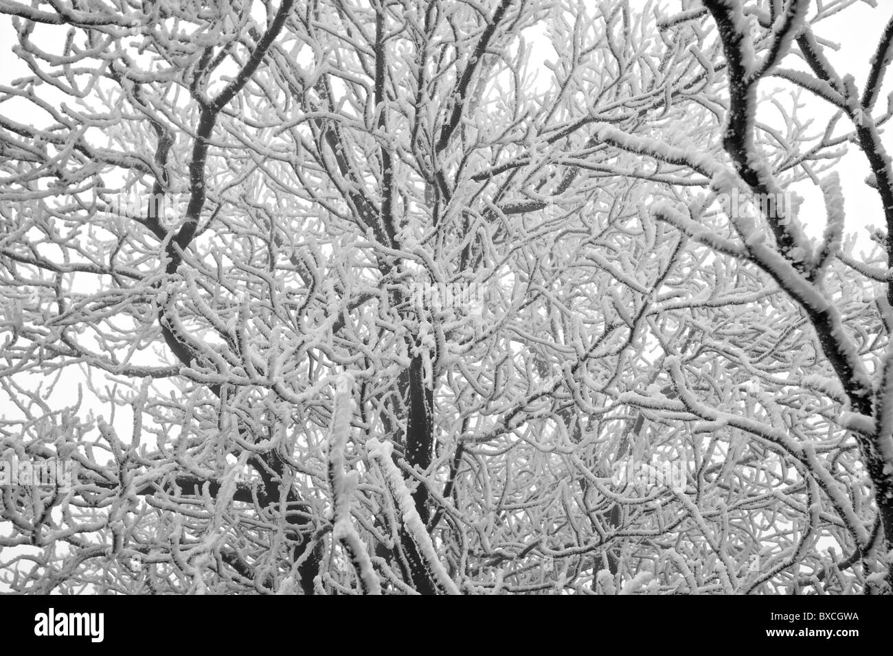 Tree in winter covered in frost Stock Photo - Alamy
