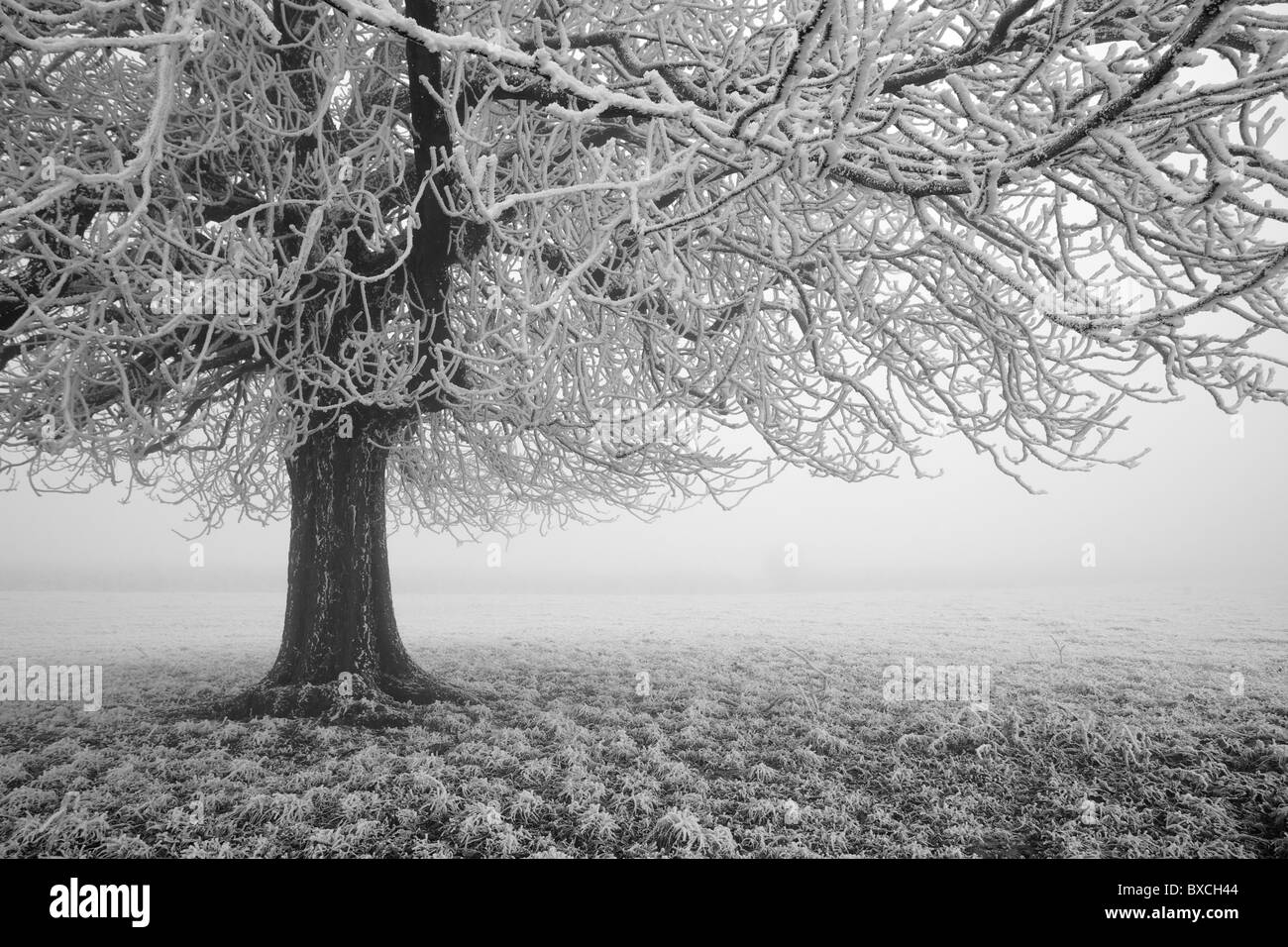 Tree in winter covered in frost Stock Photo - Alamy