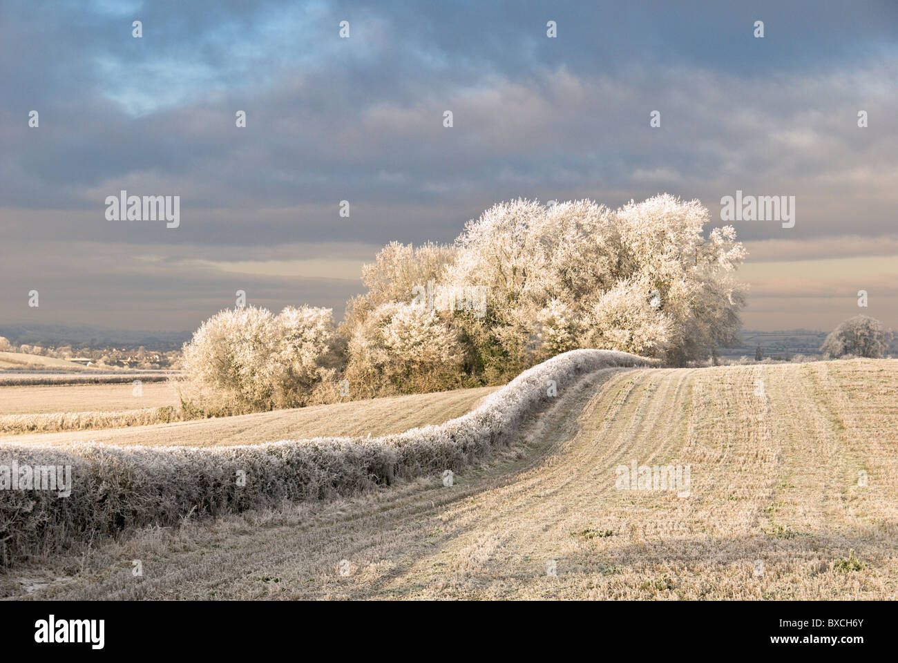 Frost highlights hi-res stock photography and images - Alamy