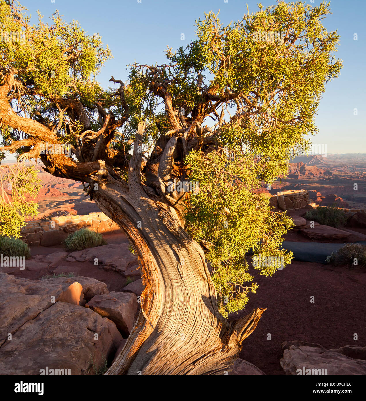 Juniper Tree Sunset High Resolution Stock Photography and Images - Alamy