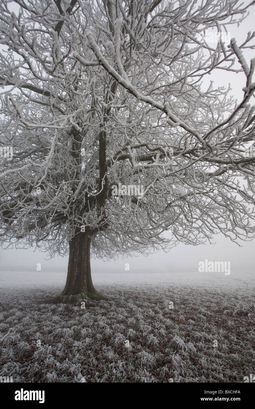 Tree in winter covered in frost Stock Photo - Alamy