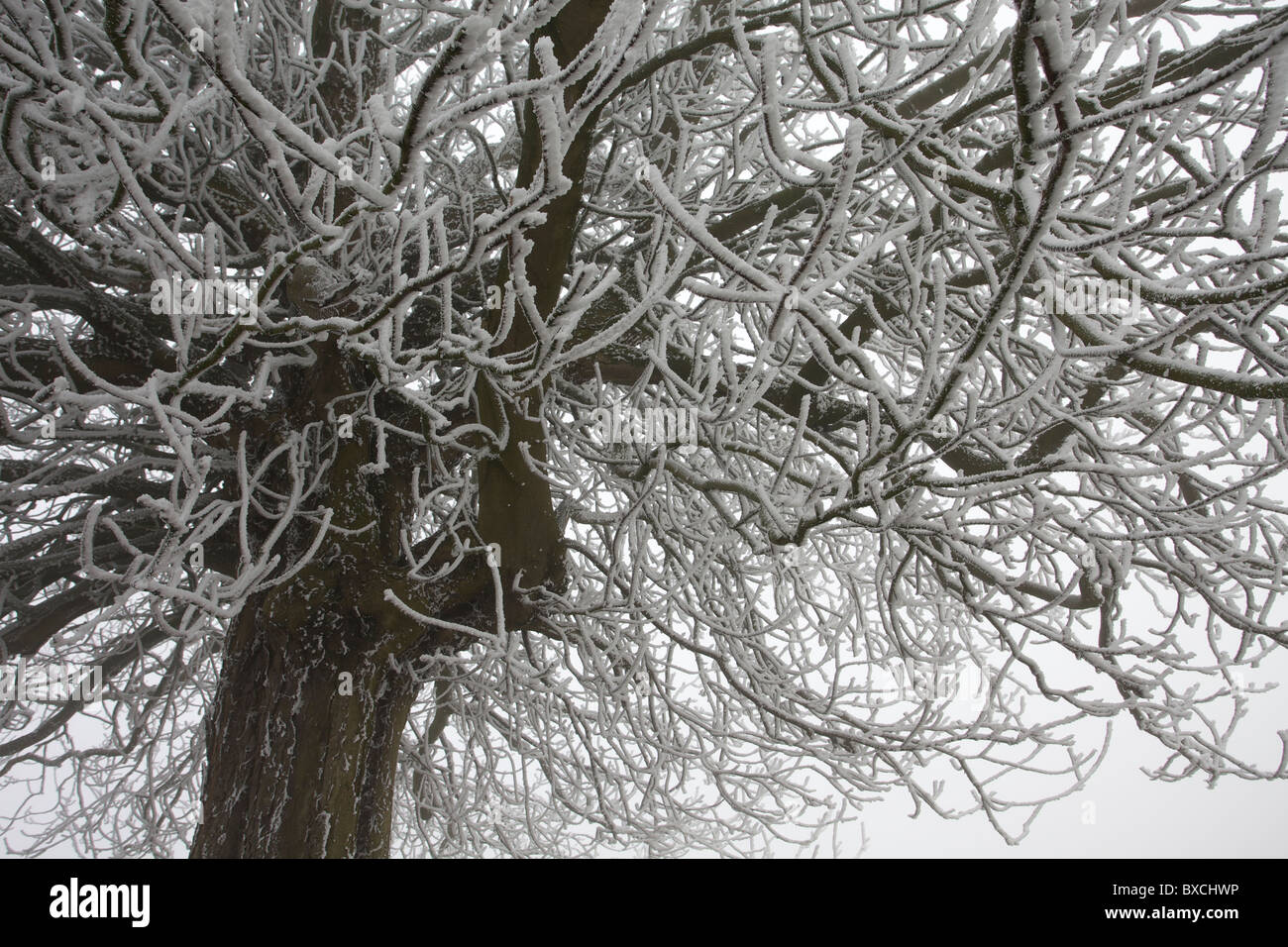 Tree in winter covered in frost Stock Photo - Alamy