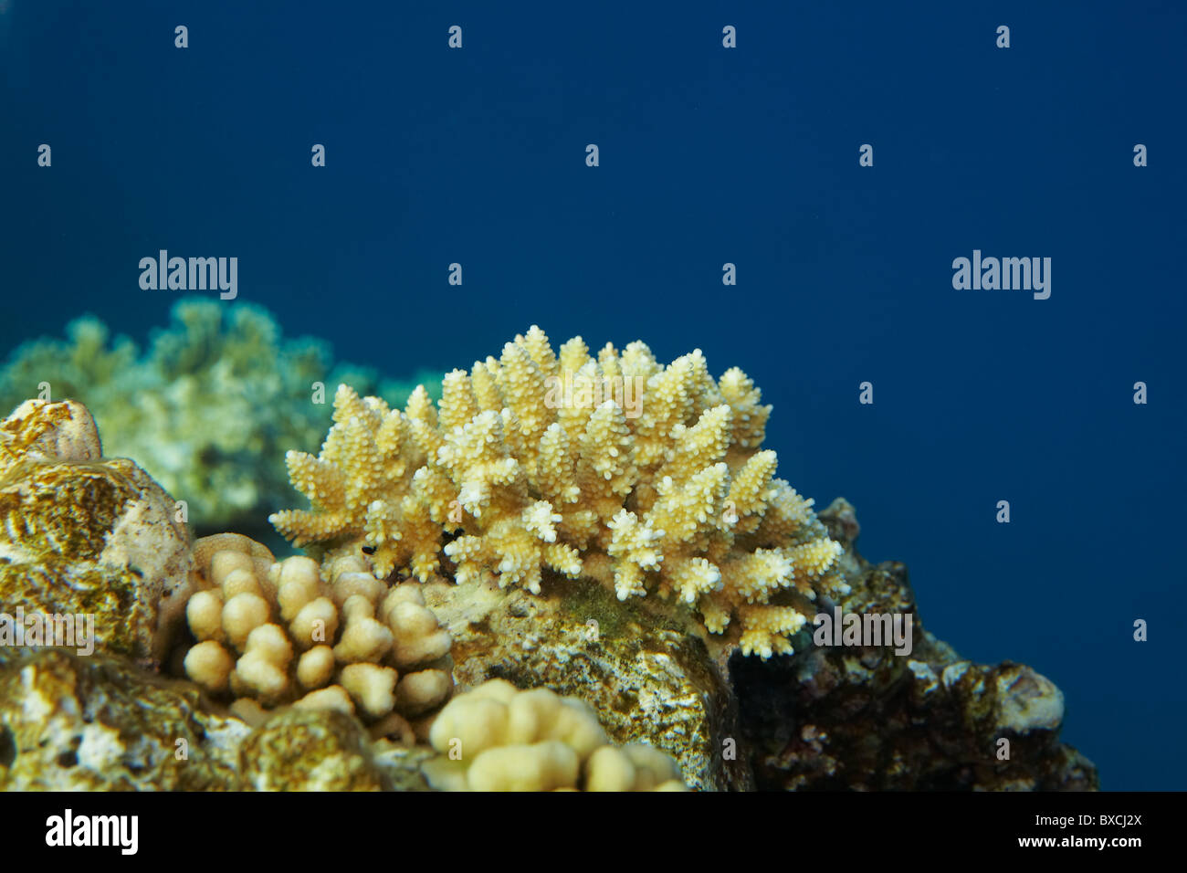 Millepora dichotoma - Coral reef in Red Sea Stock Photo - Alamy