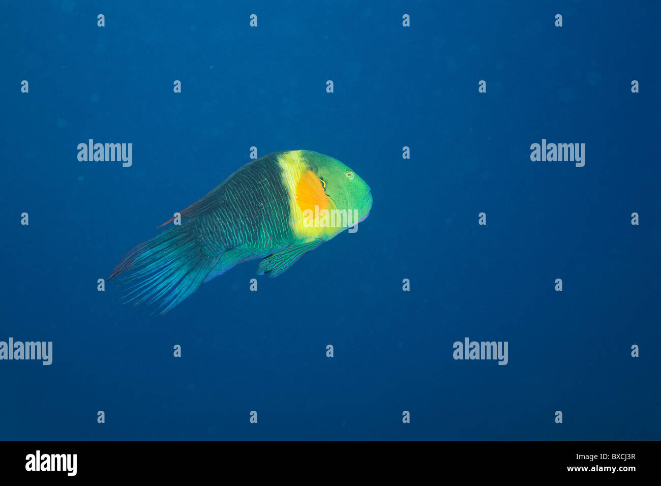 Cheilinus lunulatus - Coral reef in Red Sea Stock Photo - Alamy