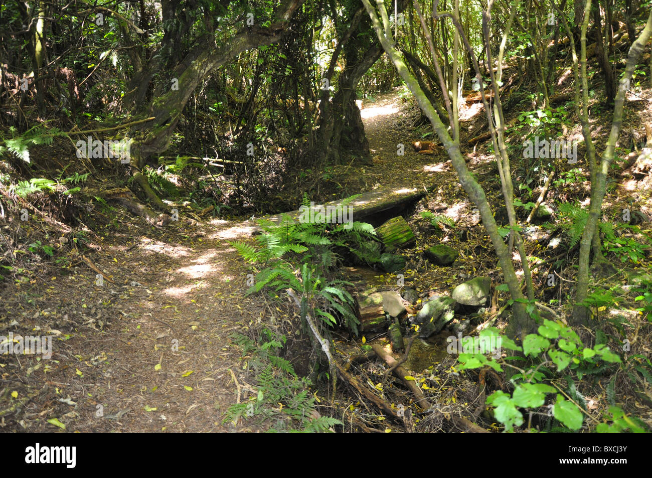 Magic woods hi-res stock photography and images - Alamy