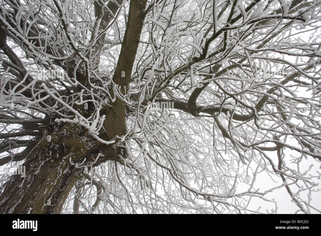 Tree in winter covered in frost Stock Photo - Alamy