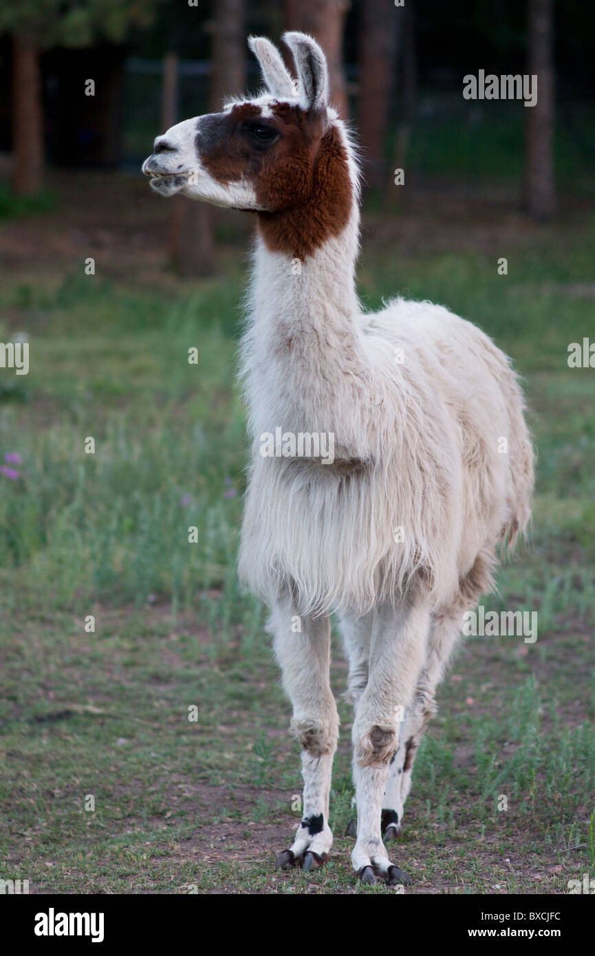 White long neck sheep hi-res stock photography and images - Alamy