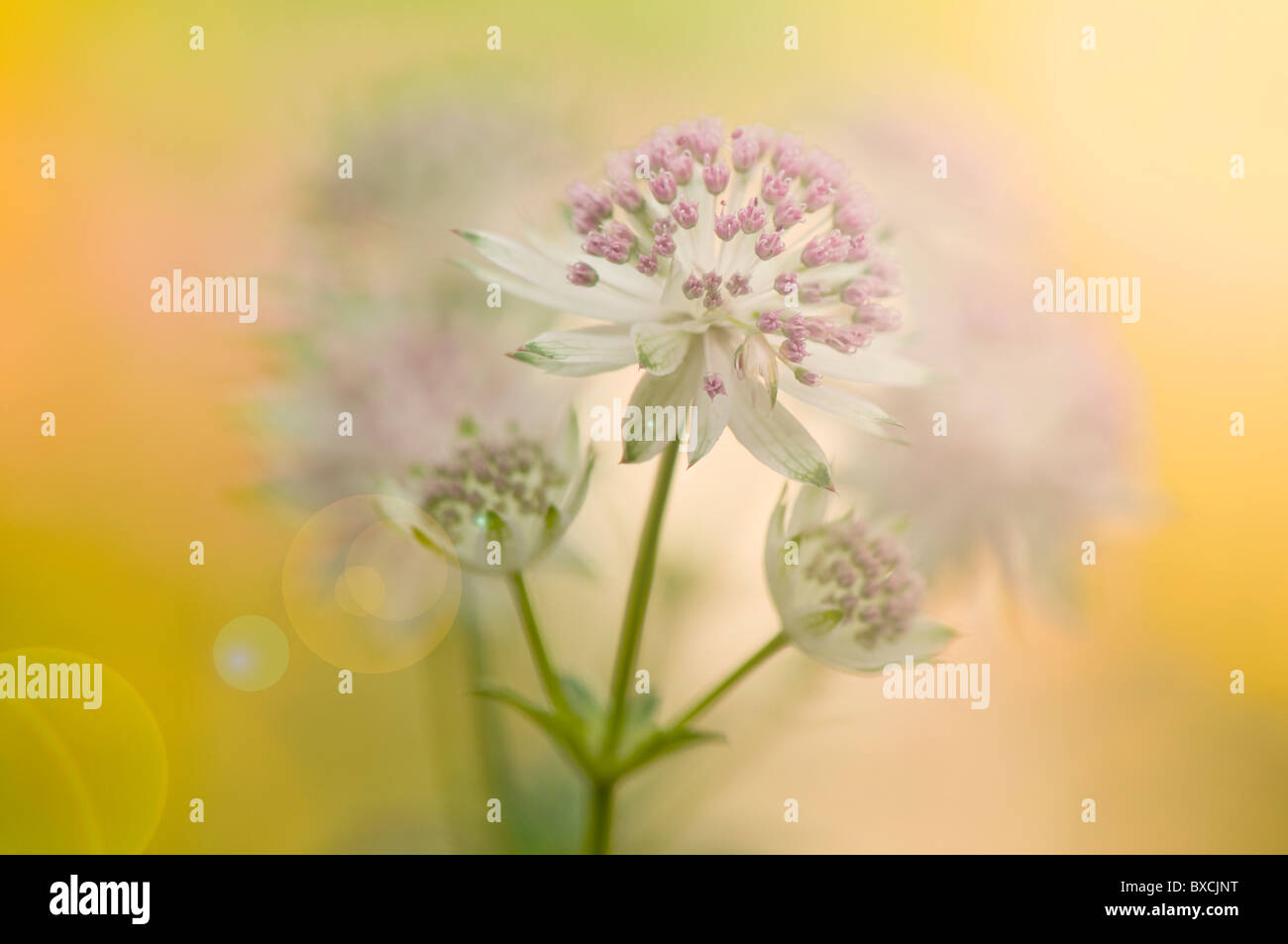 Astrantia major flowers - Masterwort with Sun Flare/ Lens Flare Stock ...